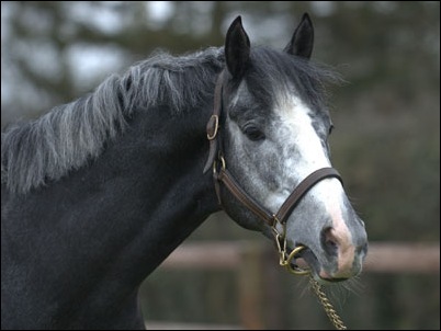Silver Frost, débutant au Haras de la Hétraie - France sire